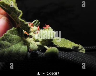 Suryavarti (Chrozophora rottleri) Plantae Stock Photo - Alamy