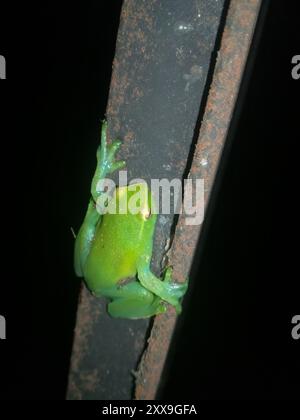 Greater Hatchet-faced Tree Frog (Sphaenorhynchus lacteus) Amphibia ...
