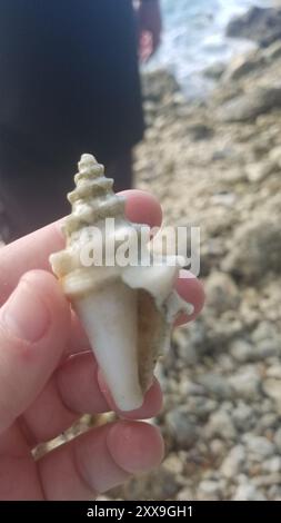 Queen Conch (Aliger gigas) Mollusca Stock Photo - Alamy