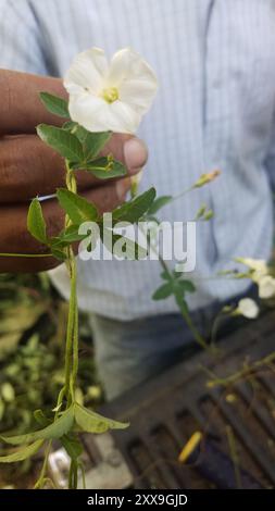 Rock Rosemary (Distimake quinquefolius Stock Photo - Alamy