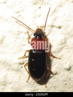 (Stenolophus alacris) Insecta Stock Photo - Alamy