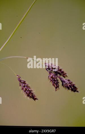 scabrous black sedge (Carex atratiformis) Plantae Stock Photo - Alamy