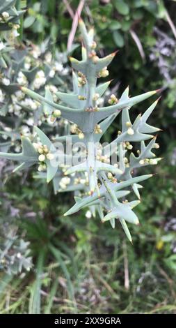 Anchor plant (Colletia paradoxa) Plantae Stock Photo - Alamy