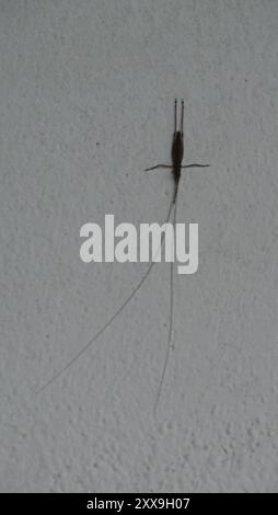 Katydids, Crickets, and Allies (Ensifera), Insecta, Lahad Datu, Sabah ...