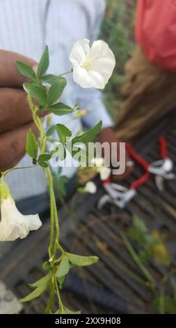 Rock Rosemary (Distimake quinquefolius), Plantae, Kengeri Satellite ...