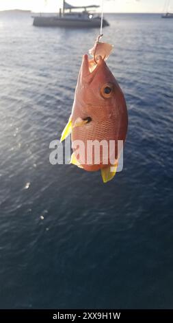 Blackfin Snapper (Lutjanus buccanella Stock Photo - Alamy