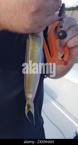 Sand Tilefish (Malacanthus plumieri) Actinopterygii Stock Photo - Alamy