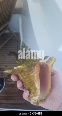 Queen Conch (Aliger gigas) Mollusca Stock Photo - Alamy
