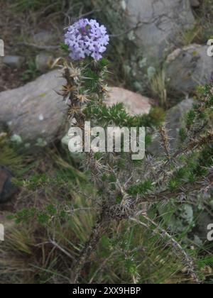 (Junellia juniperina) Plantae Stock Photo - Alamy