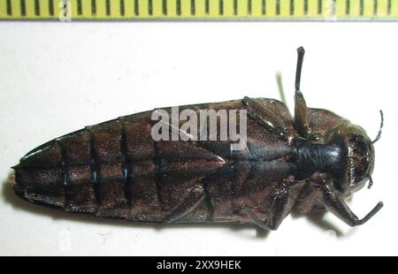 (Belionota championi) Insecta Stock Photo - Alamy