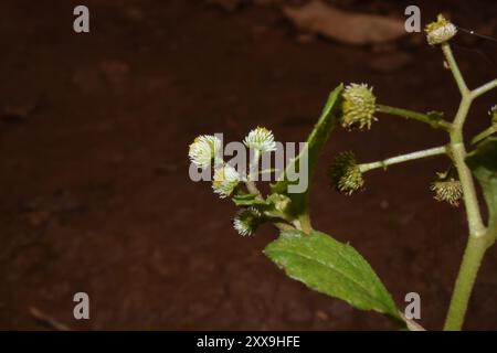 Auriculate Dichrocephala (Dichrocephala integrifolia) Plantae Stock ...
