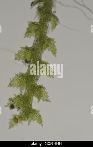 Turner's Threadwort (Cephaloziella turneri) Plantae Stock Photo - Alamy