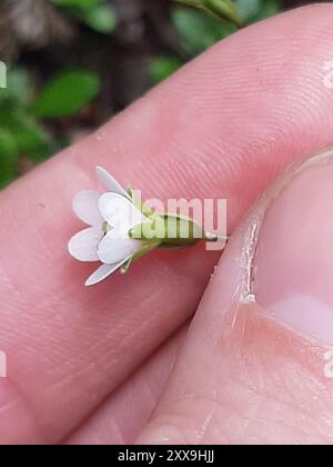 (Forstera tenella) Plantae Stock Photo - Alamy