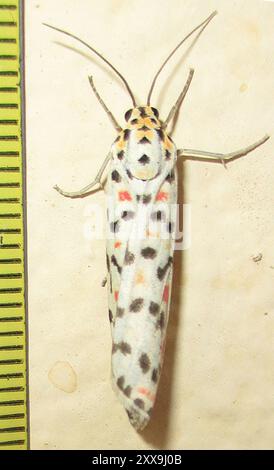 Rattlepod Moths (Utetheisa) Insecta Stock Photo - Alamy