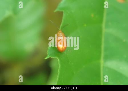 Skeletonizing Leaf and Flea Beetles (Galerucinae) Insecta Stock Photo ...