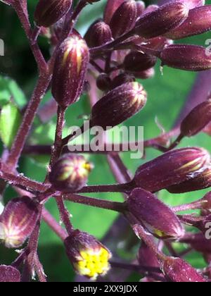 velvet groundsel (Roldana petasitis) Plantae Stock Photo - Alamy