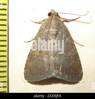 White Point (Amyna punctum) Insecta Stock Photo - Alamy