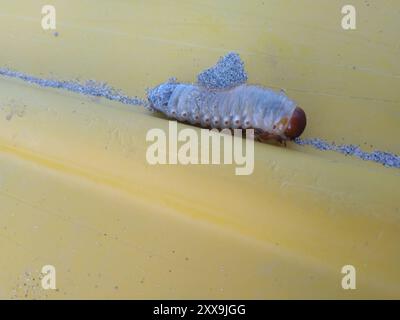 Large Sand Scarab (Pericoptus truncatus) Insecta Stock Photo - Alamy
