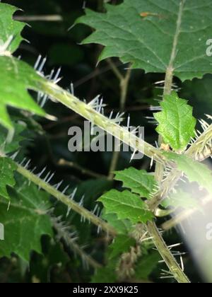 Tree Nettle (Urtica ferox), Plantae, Westland, NZ-WC, NZ Stock Photo ...