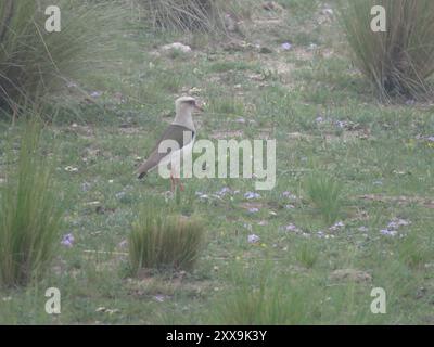 Andean Lapwing (Vanellus resplendens) Aves Stock Photo - Alamy