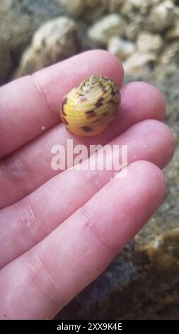 Bleeding Tooth Nerite (Nerita peloronta) Mollusca Stock Photo - Alamy