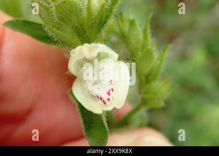(Isoglossa glandulosissima) Plantae Stock Photo - Alamy