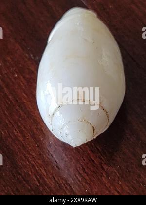 Netted Olive (Oliva reticularis) Mollusca Stock Photo - Alamy
