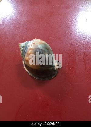 Pear Bonnet Snail (Semicassis pyrum) Mollusca Stock Photo - Alamy