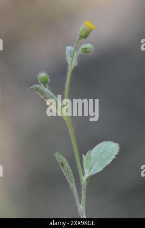 (Blumea oxyodonta) Plantae Stock Photo - Alamy