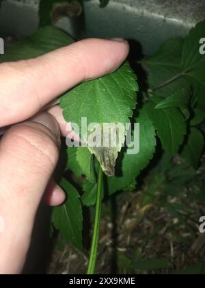 (Nemorimyza maculosa) Insecta Stock Photo - Alamy