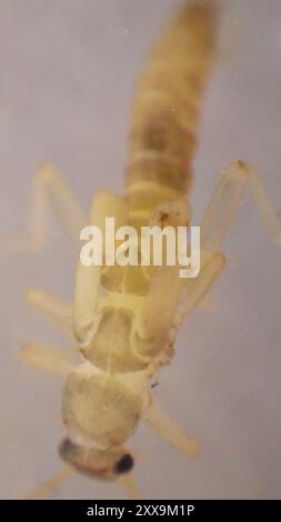 Small Winter Stoneflies (Capniidae) Insecta Stock Photo - Alamy