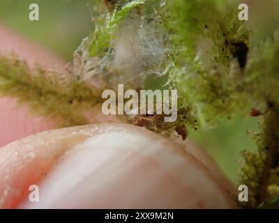 Douglas' Neckera Moss (Neckera douglasii) Plantae Stock Photo - Alamy