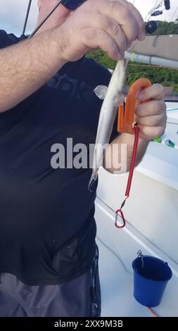 Sand Tilefish (Malacanthus plumieri) Actinopterygii Stock Photo - Alamy