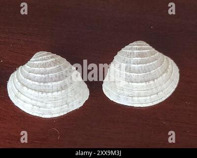 Cross-barred Venus (Chione cancellata) Mollusca Stock Photo - Alamy