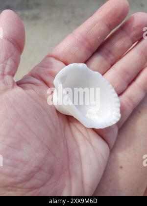 Eared ark (Anadara notabilis) Mollusca Stock Photo - Alamy