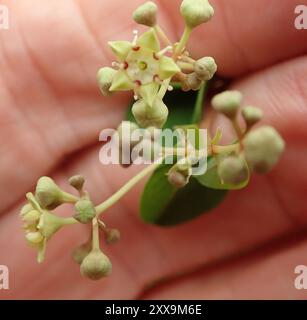 Soap Bush (Helinus integrifolius) Plantae Stock Photo - Alamy