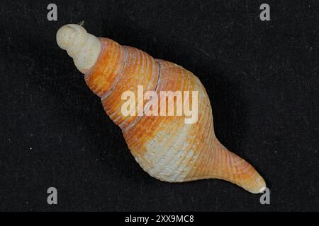Common Spindle (Colus gracilis) Mollusca Stock Photo - Alamy