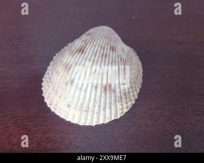 Yellow Prickly Cockle (Dallocardia muricata) Mollusca Stock Photo - Alamy