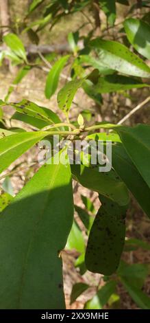 Brush Muttonwood (Myrsine howittiana) Plantae Stock Photo - Alamy