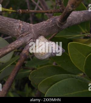 Mangrove Periwinkle (Littoraria angulifera) Mollusca Stock Photo - Alamy