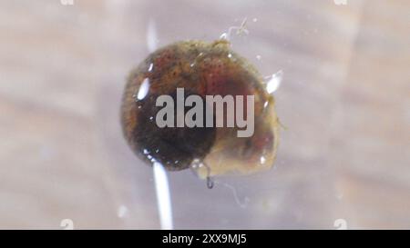 Valve Snails and Allies (Valvatoidea) Mollusca Stock Photo - Alamy