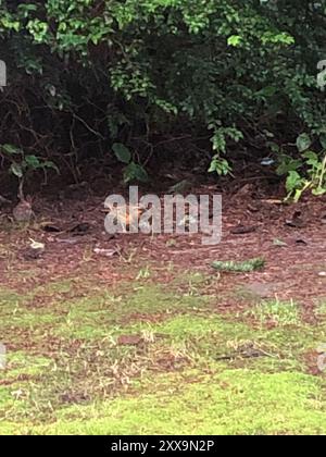 Varied Thrush (Ixoreus naevius) Aves Stock Photo - Alamy