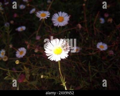 Antestia Bug (Antestiopsis thunbergii) Insecta Stock Photo - Alamy