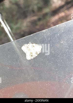 Little Ochre Lichen Moth (Clemensia ochreata) Insecta Stock Photo - Alamy