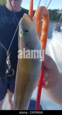 Sand Tilefish (Malacanthus plumieri) Actinopterygii Stock Photo - Alamy