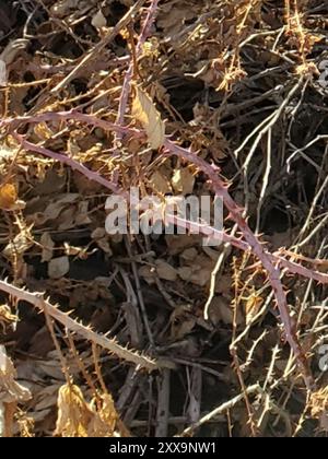 whitebark raspberry (Rubus leucodermis) Plantae Stock Photo - Alamy