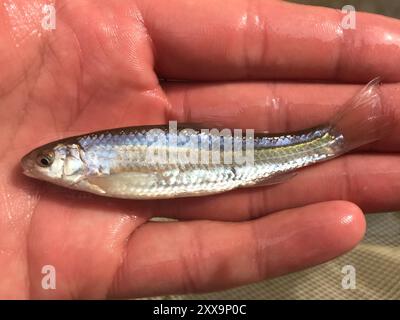 Mississippi Silvery Minnow (Hybognathus nuchalis) Actinopterygii Stock ...