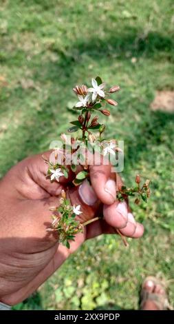 Slender Carpet-weed (Glinus oppositifolius) Plantae Stock Photo - Alamy
