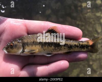 Central Stoneroller (Campostoma anomalum) Actinopterygii Stock Photo ...