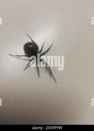 False Widow Spiders (Steatoda) Arachnida Stock Photo - Alamy